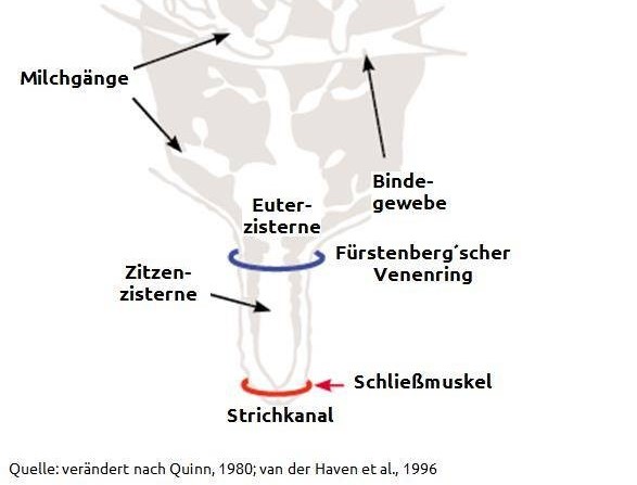 Schonend und schnell melken - Teil V (der Letzte von I-V) - Cowshopping